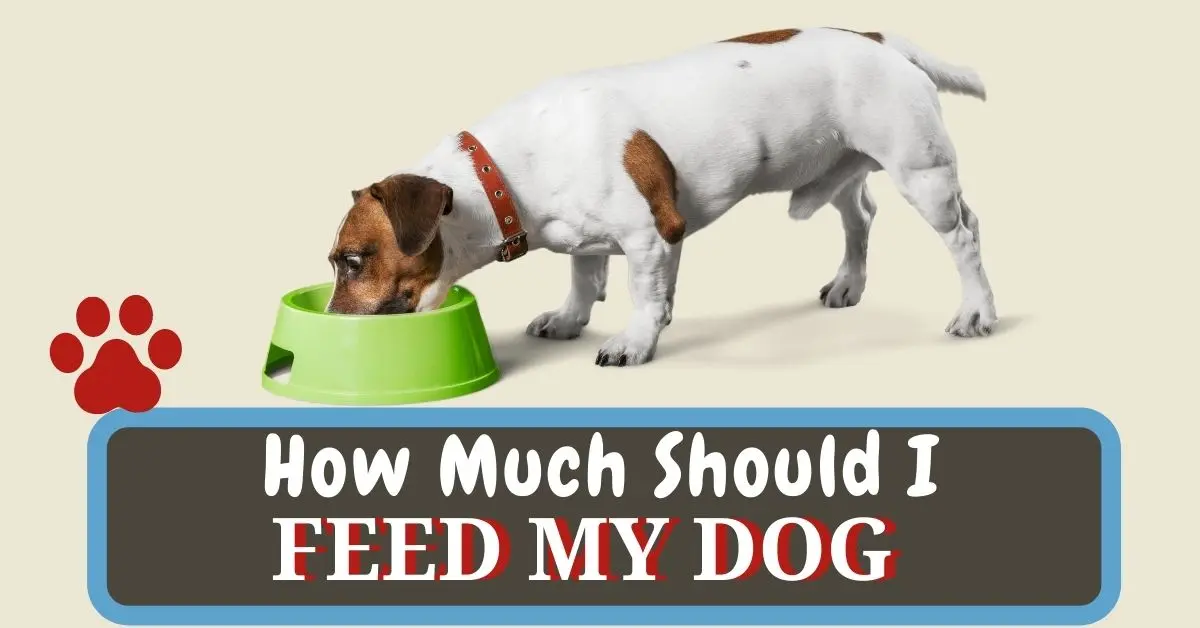 How Much Should I Feed My Dog? (Learn Step By Step) - How Often You Can ...