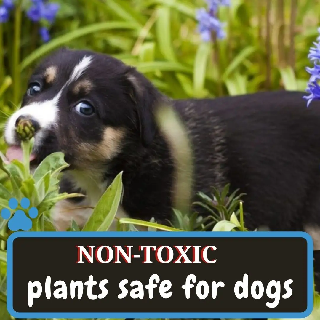 24 Plants That Are Safe For Dogs And Cats - Non Toxic Plants