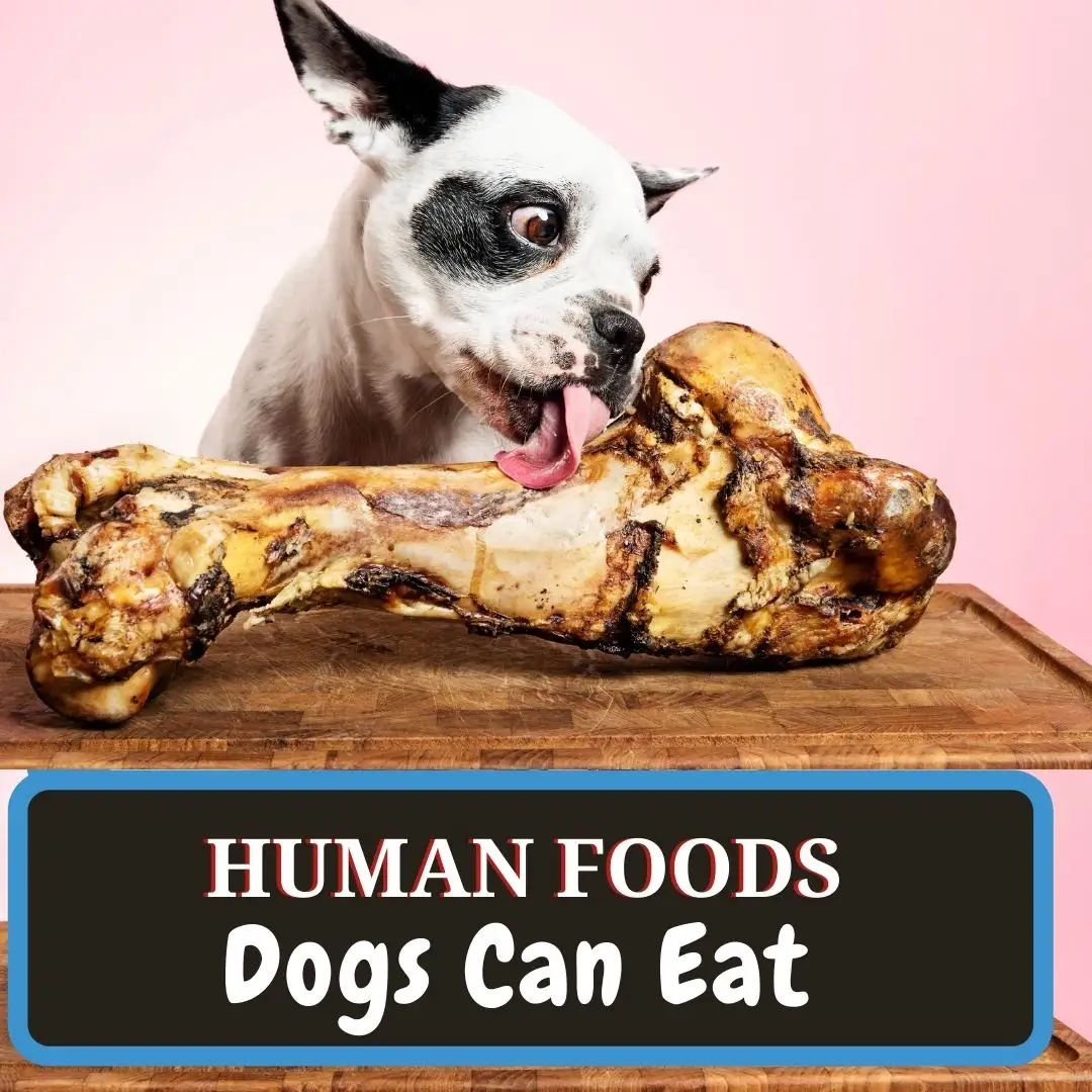 Can My Dog Eat This? A List Of Human Foods Dogs Can Eat