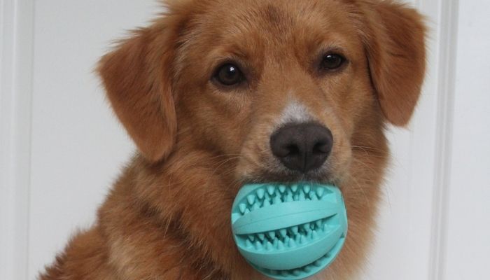 Do Dogs Have Favorite Colors REASONS Behind It 