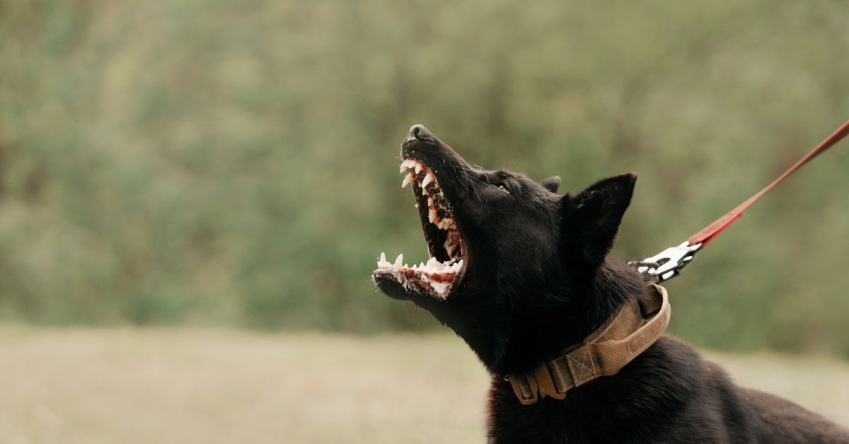Can Dog Barking Cause Hearing Loss? Exploring The Potential Risks